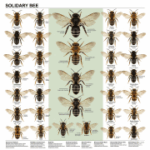 Solitary Bee Id Chart – Help Save Bees
